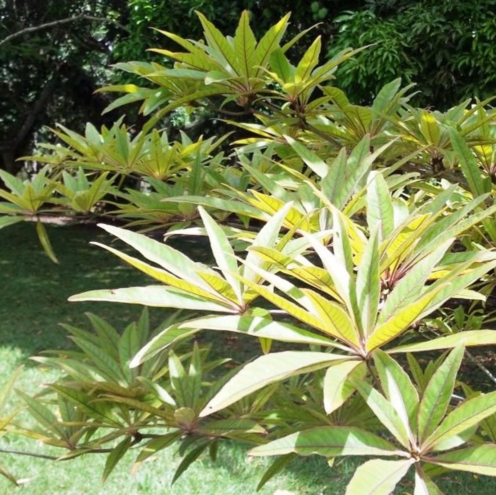 Les benjoins sont des encens connus depuis des millénaires.